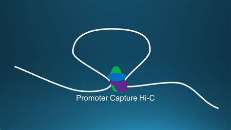 Promoter Capture Hi C Coupled With Crispr Cas9 Editing Is A Game