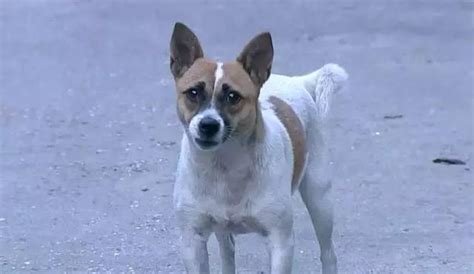 養狗的市民注意！長興犬類專項整治行動開始，這樣養狗將被處罰！ 每日頭條