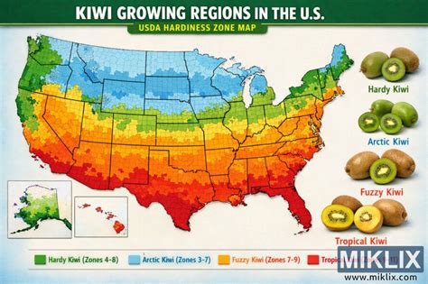 Imagen Zonas De Rusticidad Del Usda Para El Cultivo Del Kiwi En