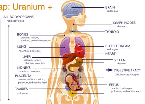 Radiate The Truth Informational Tools On Uranium Health Beyond Nuclear