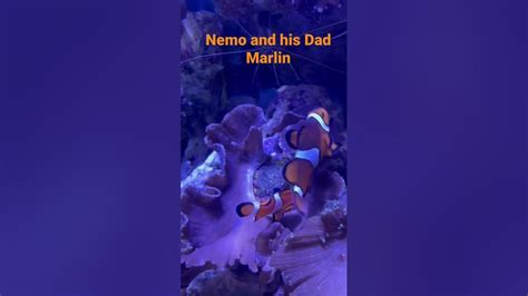 Finding Nemo And His Dad Marlin Youtube