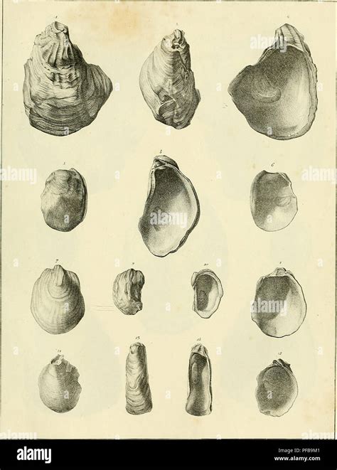 This Illustration Depicts Fossilized Mollusk Shells From The Paris Region It Showcases Various