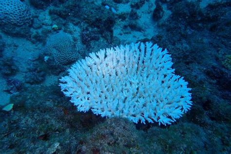 Coral Bleaching Detection V1 Object Detection Dataset And Pre Trained Model By Objectdetection