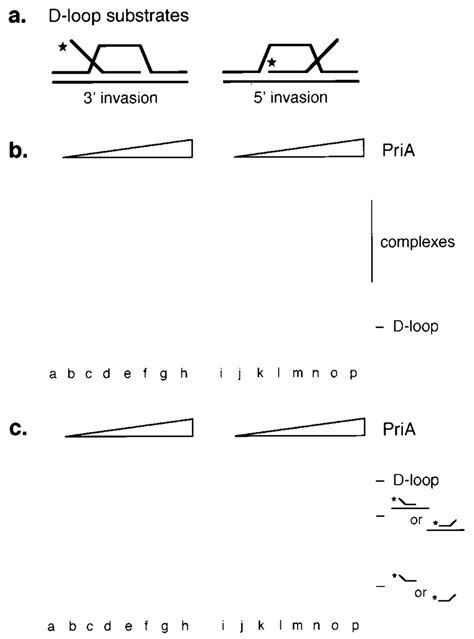 Binding And Unwinding Of D Loops By Pria A Schematic Structure Of
