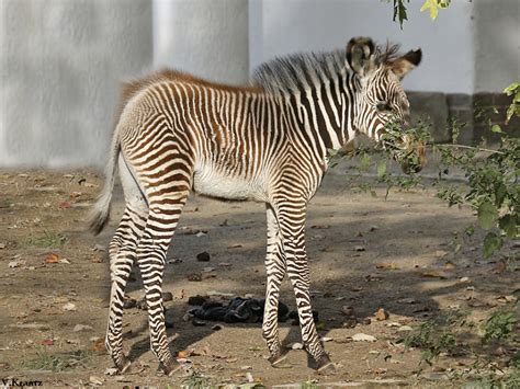 - Zebra