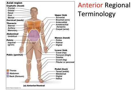Anterior Regional Terminology Diagram Quizlet