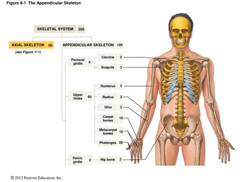 Ppt 8 The Appendicular Skeleton Powerpoint Presentation Free