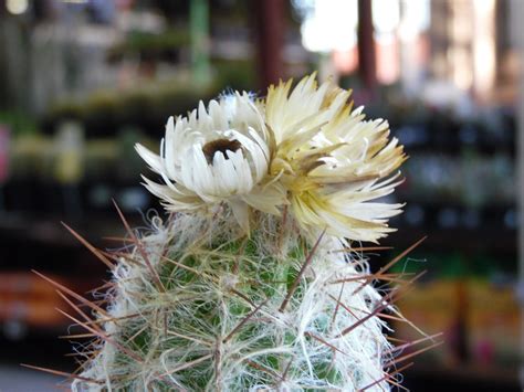 Flower Cacti Cactus Free Photo On Pixabay Pixabay