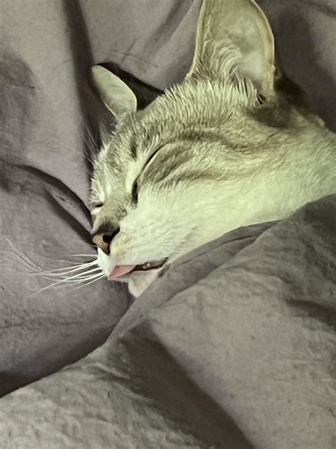 Sleepy Eepy Girl Rlynxpointsiamese