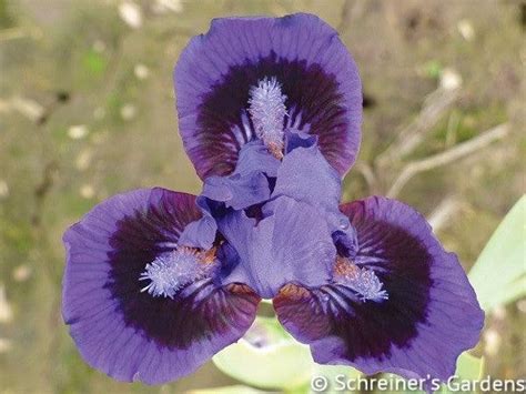 Lil Inkpot Dwarf Bearded Iris Schreiners Gardens