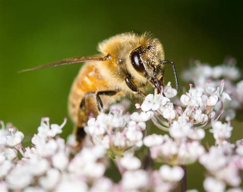 Honey Bee Collecting Nectar Stock Image Image Of Nectar Plant 345036887