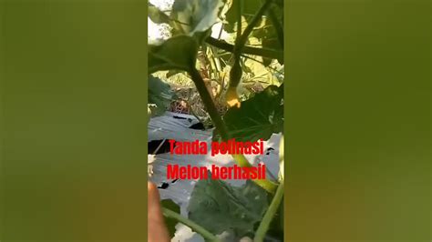 Tanda Polinasi Melon Berhasil Shorts Youtube
