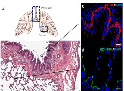 Isolation And Enrichment Of Human Lung Epithelial Progenitor Cells For