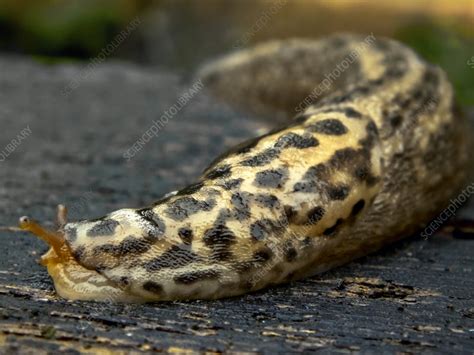Leopard Slug Stock Image C0206122 Science Photo Library