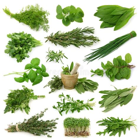 Indian Spices Collection Stock Image Image Of Background 16631183