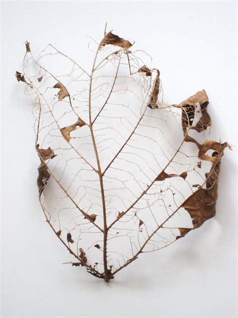 Decaying Bass Leaf Decay Art Leaf Skeleton Growth And Decay