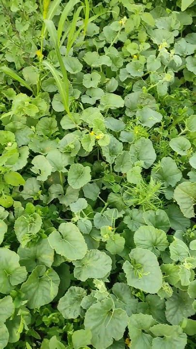 Дині почали вязатися Вологи достатньо через день дощі диня фрукти