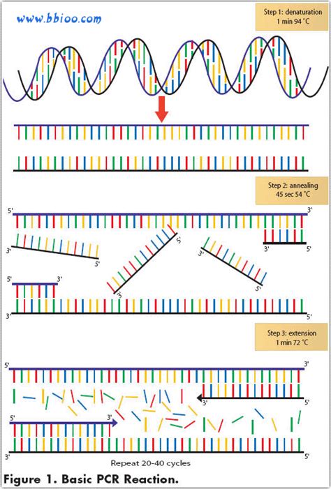 NCBI BLAST比对结果详细分析