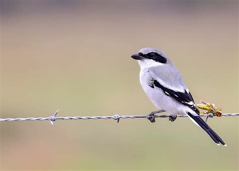 Loggerhead Shrike Birdforum