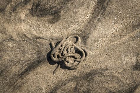 Worm Casts On Wet Sand On A Beach Stock Image Image Of Landscape