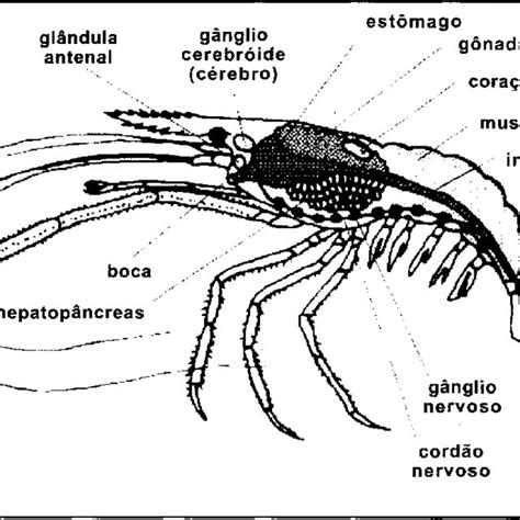 Development Of M Rosenbergii Larvae In The Rearing Aquarium Download Scientific Diagram