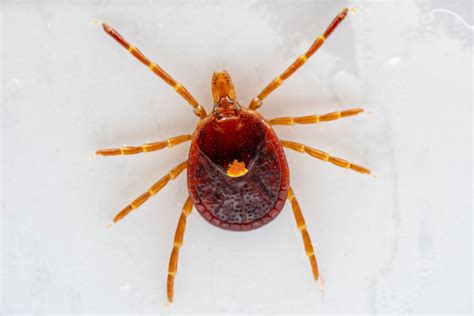 Tick Talk How To Spot Avoid And Remove Ticks In Texas Agrilife Today