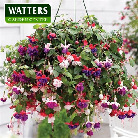 8 Colorful Plants For Hanging Baskets Prescott Enews
