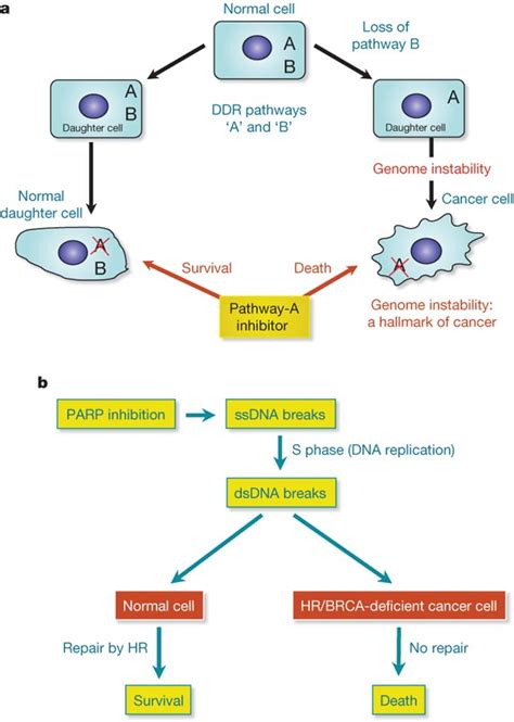 The DNA Damage Response In Human Biology And Disease Nature