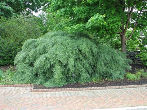 Ива Пурпурная Фото И Описание Кустарника – Telegraph