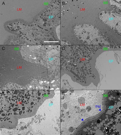 Absence Of A Detectable Peritrophic Matrix In The X Cheopis Midgut Download Scientific Diagram