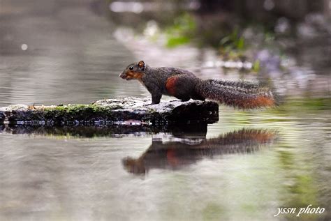 【一行白鹭上青天摄影图片】生态摄影太平洋网友太平洋电脑网摄影部落