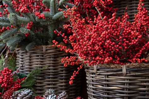 Top Five Winter Interest Plants For Your Garden And Balcony Groves