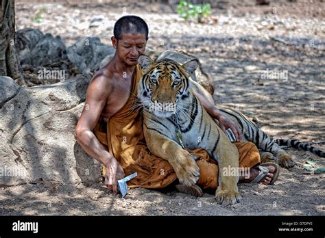 Tiger And Monk At The Famous Wat Pa Luangta Bua Tiger Temple