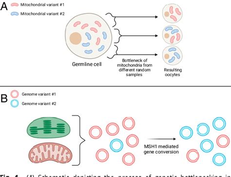 Pdf Plant Organellar Genomes Utilize Gene Conversion To Drive Heteroplasmic Sorting Semantic