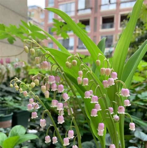 再窮也要養3盆花病菌少一半角落空氣也乾淨全家安康 imomo植物識別