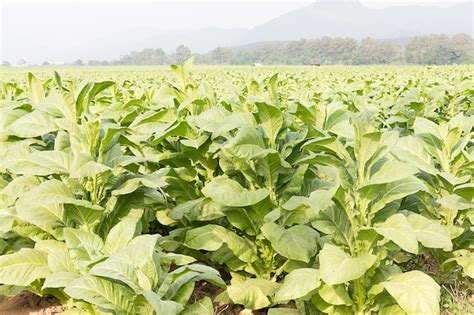 Premium Photo Field Nicotiana Tabacum