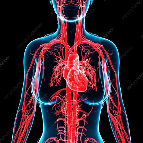 Female Cardiovascular System Illustration Stock Image F0180777