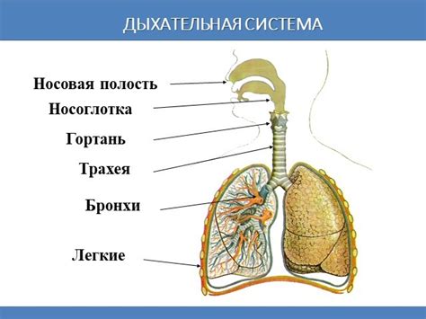 Строение носоглотки человека фото с описанием в разрезе