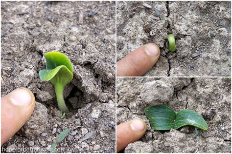 Seedling Identification Guide