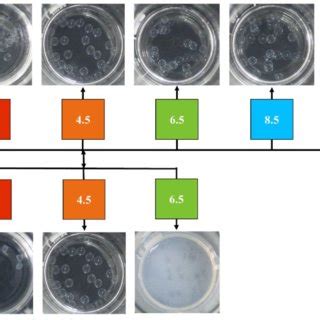 Mechanical Properties Of CMC CHI Beads Prepared When Changing CMC