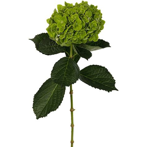 Hydrangea Dark Green Superb Flora