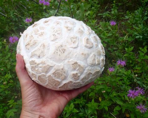 How To Cook Fungi Mushrooms At Edwin Whitlow Blog