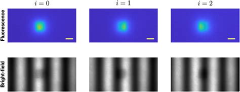 Algorithms And Instrumentation For Rapid Spatial Frequency Domain Fluorescence Diffuse Optical