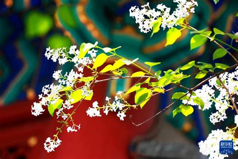 北京法源寺丁香花开春满园 新华网客户端