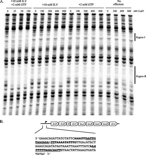 Analysis Of The Ilvd Promoter Region A Dnase I Footprinting Analysis