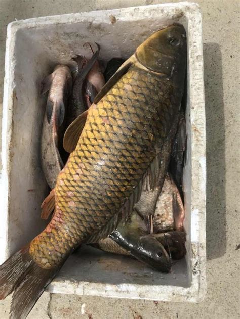 釣友日記在化老師作戰過的水庫作釣魚獲喜人 每日頭條