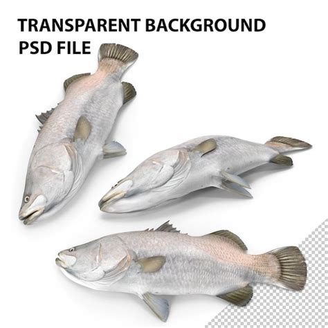 Premium Psd Asian Sea Bass Fish Lying