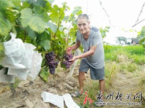 菱角塘鎮古稀老人種葡萄 碩果纍纍喜豐收 每日頭條