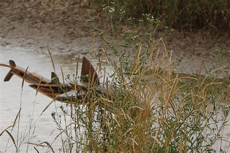 Jean Philippe Monnard Musée Du Patrimoine Du Pays Royannais