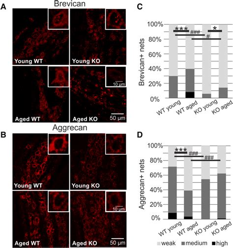 Immunostaining For Brevican And Aggrecan In The Mntb Of Young And Aged